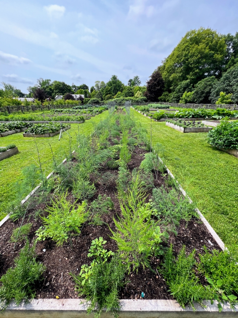 Photos of My Vegetable Garden Taken by Kevin Sharkey - The Martha ...