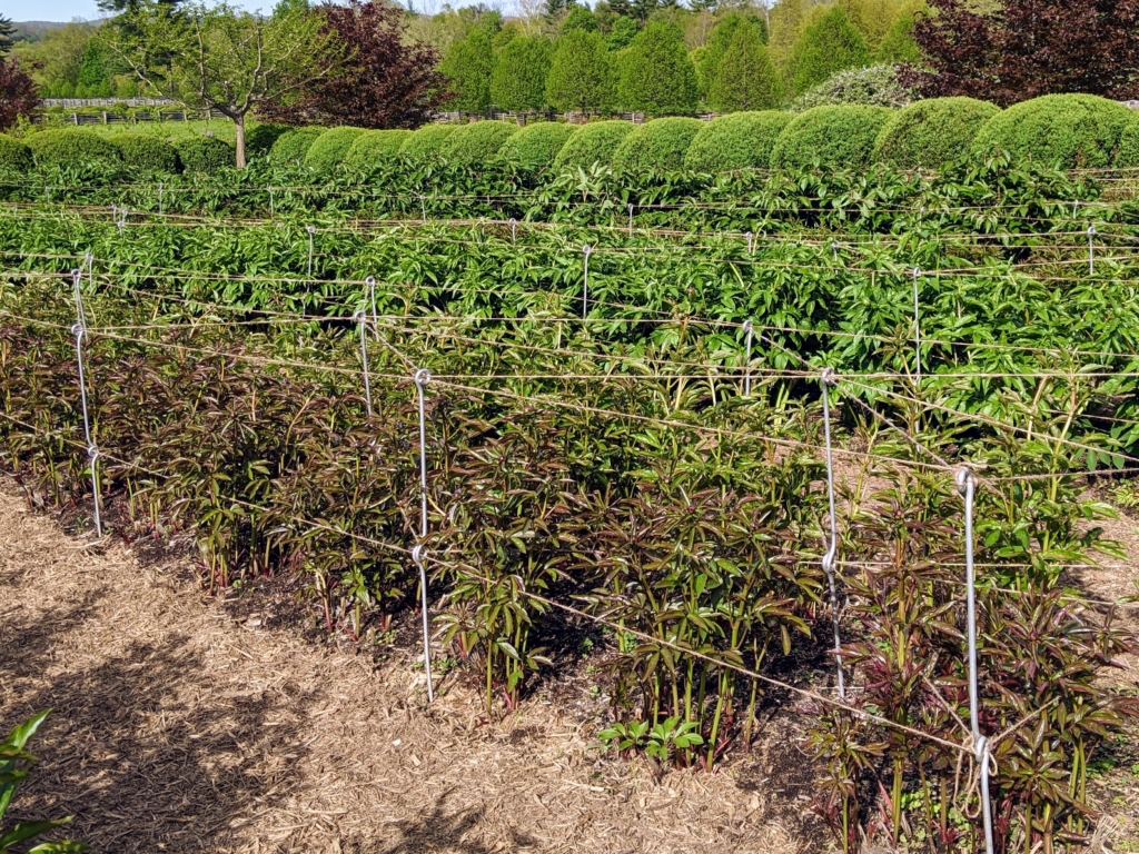 My Herbaceous Peonies are Blooming at the Farm - The Martha Stewart Blog