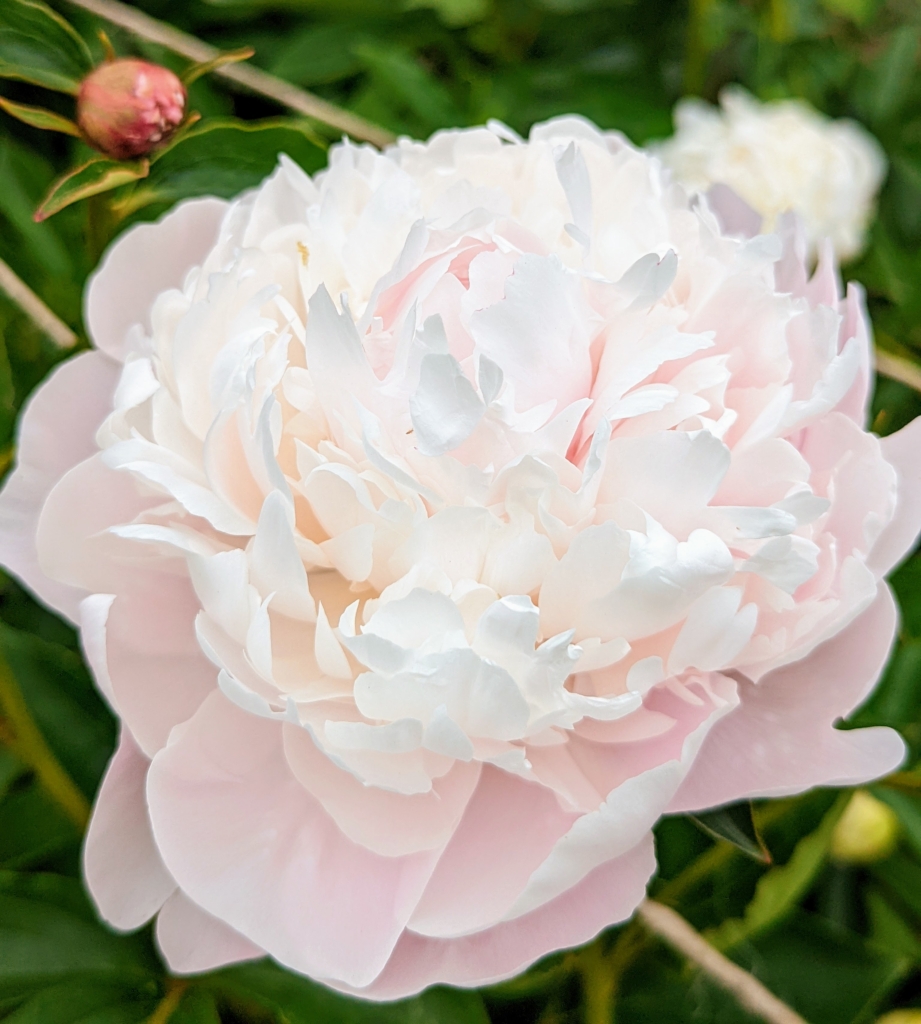 My Herbaceous Peonies are Blooming at the Farm - The Martha Stewart Blog