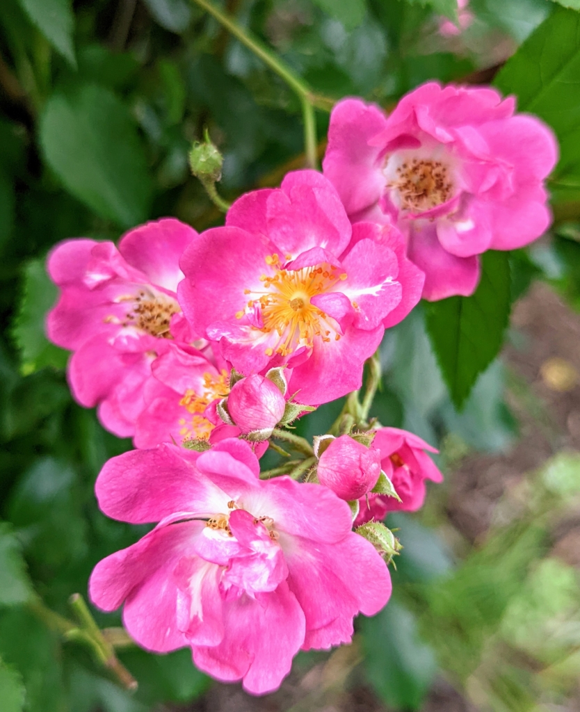 My Roses in Bloom - The Martha Stewart Blog