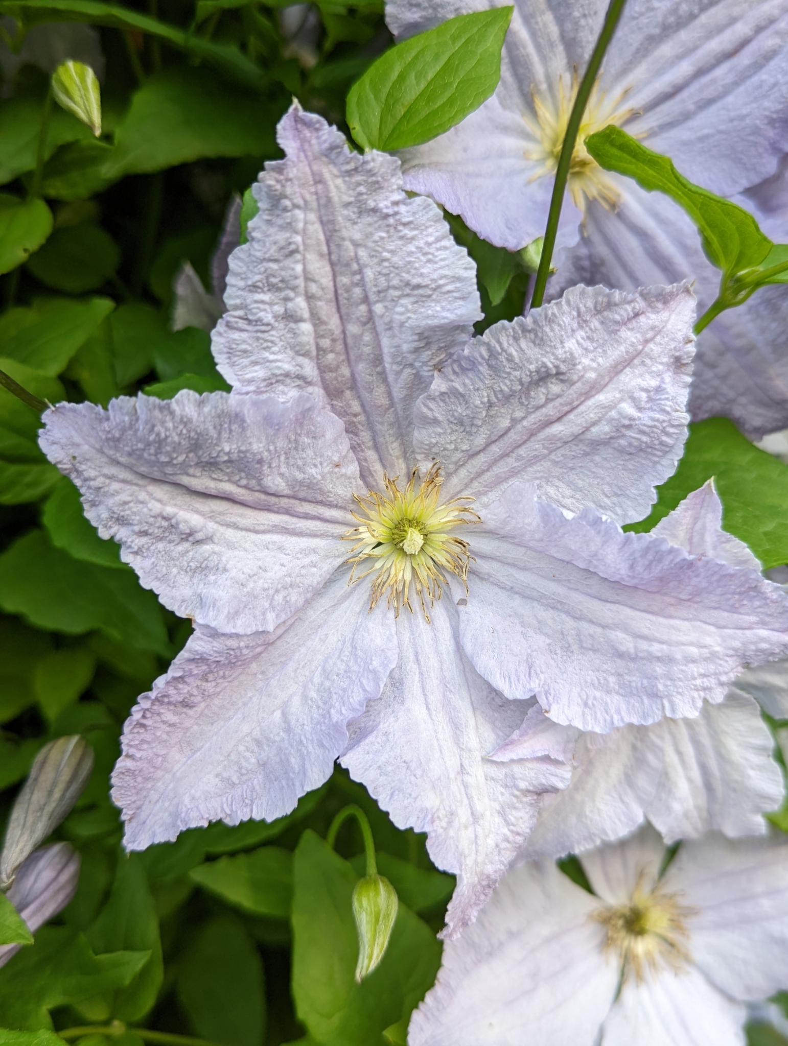 My Blooming Clematis Vines - The Martha Stewart Blog
