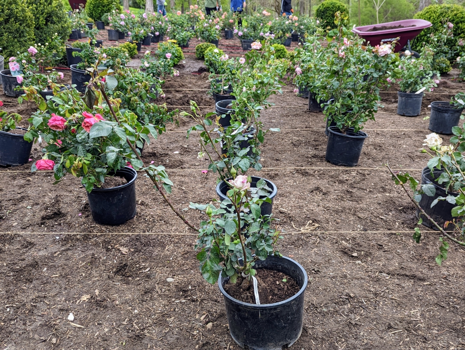 Planting a New Rose Garden at My Farm - The Martha Stewart Blog
