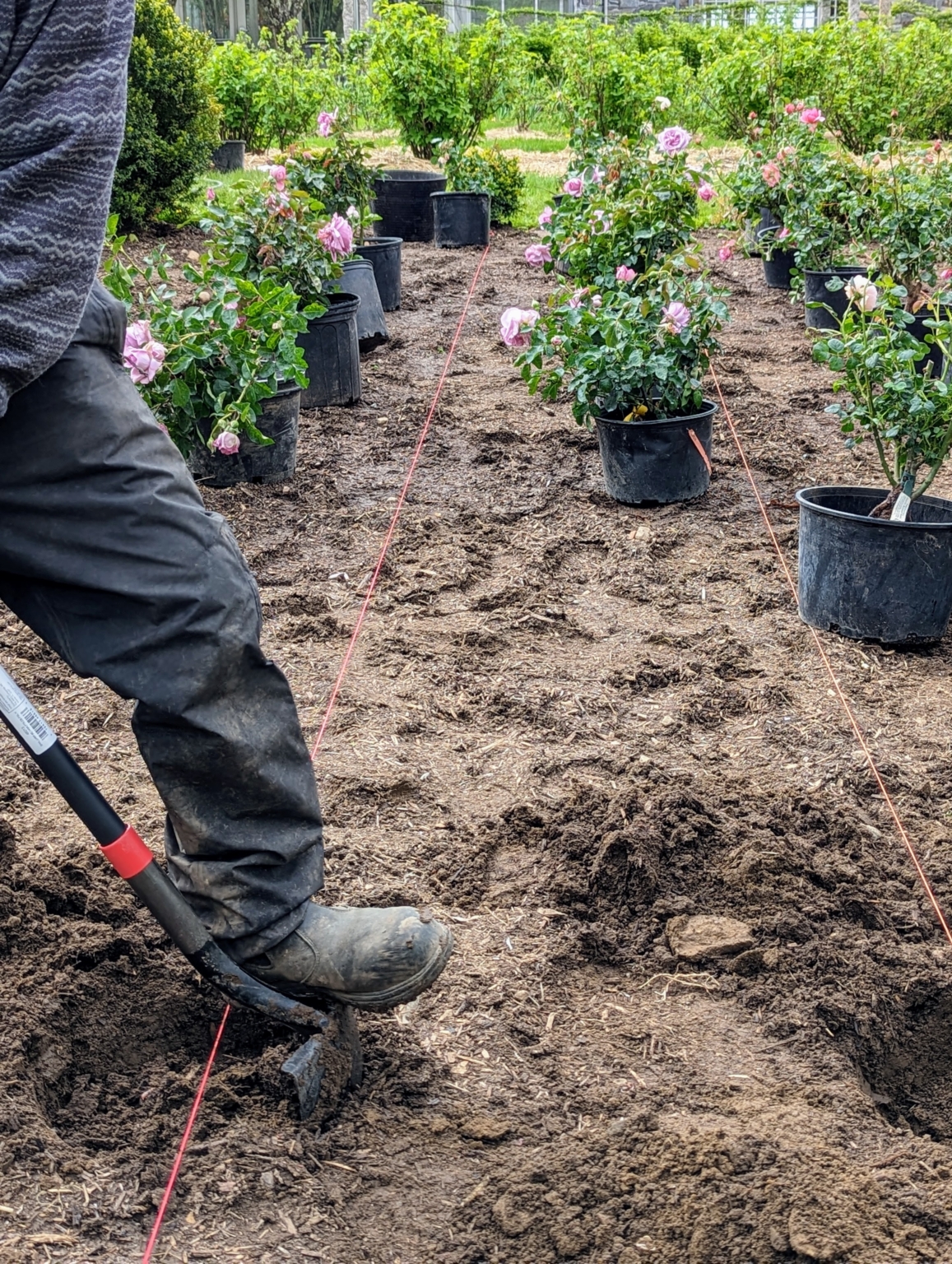 The Martha Stewart Blog : Blog Archive Planting a New Rose Garden at My ...