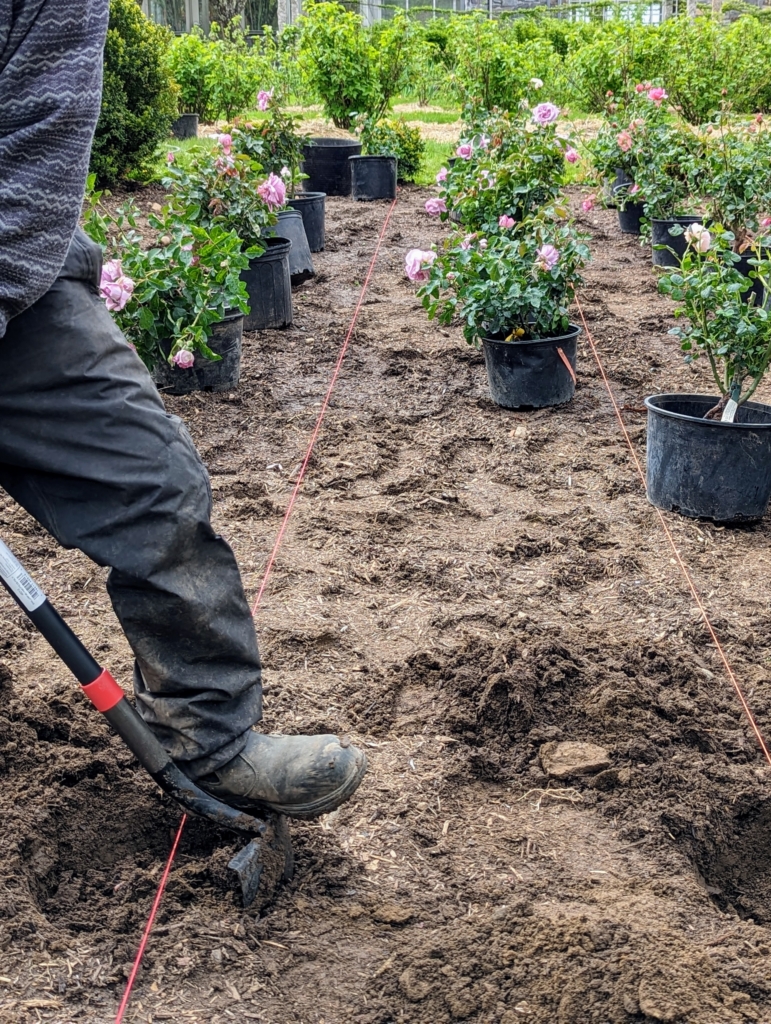 Planting a New Rose Garden at My Farm - The Martha Stewart Blog