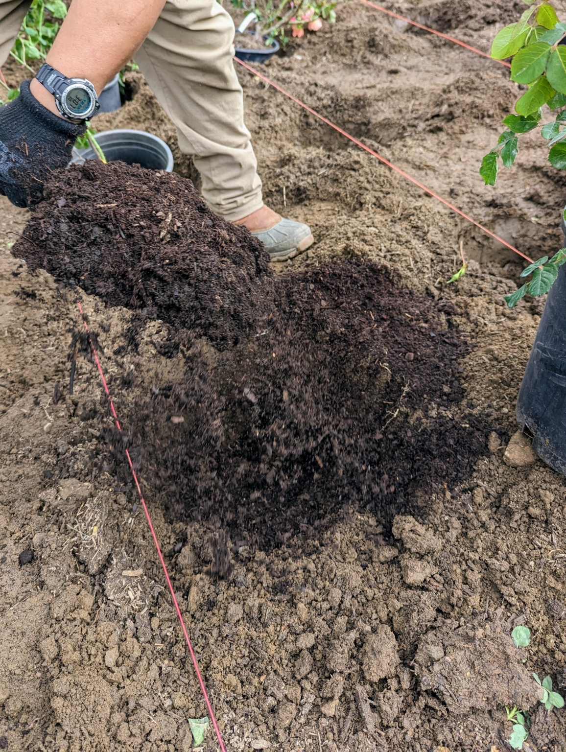 Planting a New Rose Garden at My Farm - The Martha Stewart Blog