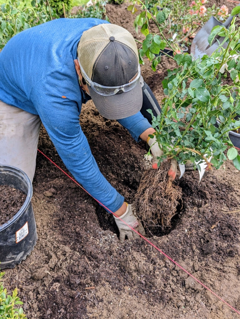 Planting a New Rose Garden at My Farm - The Martha Stewart Blog