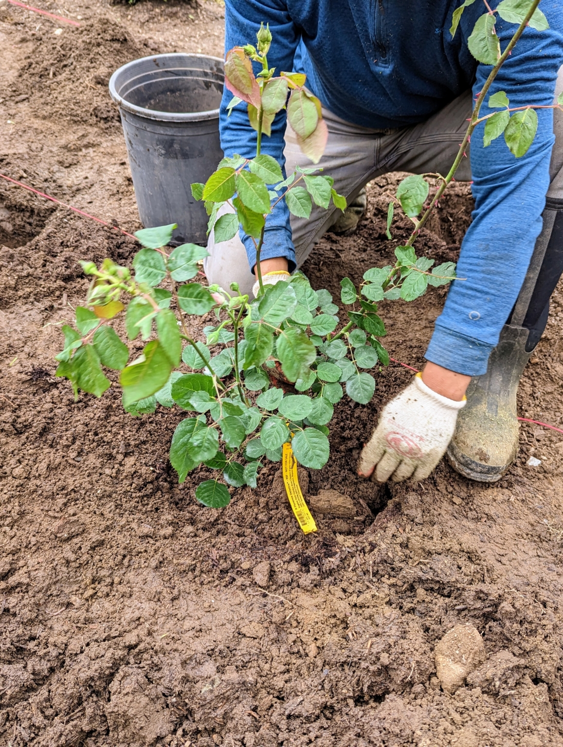 Planting a New Rose Garden at My Farm - The Martha Stewart Blog