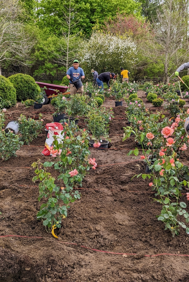 Planting a New Rose Garden at My Farm - The Martha Stewart Blog