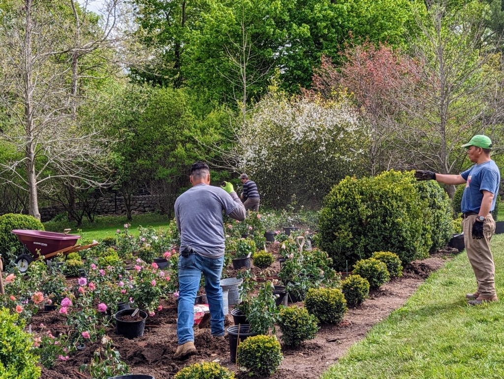 Planting a New Rose Garden at My Farm - The Martha Stewart Blog
