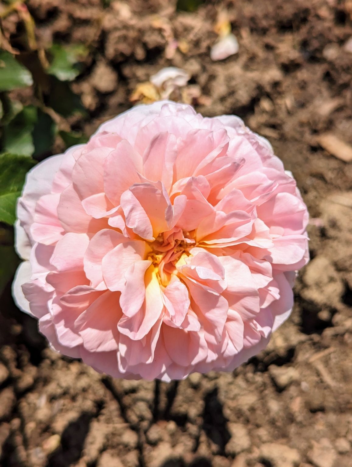 Planting a New Rose Garden at My Farm - The Martha Stewart Blog
