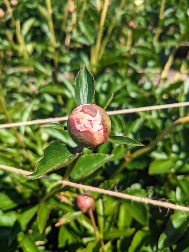 My Herbaceous Peonies are Blooming at the Farm - The Martha Stewart Blog