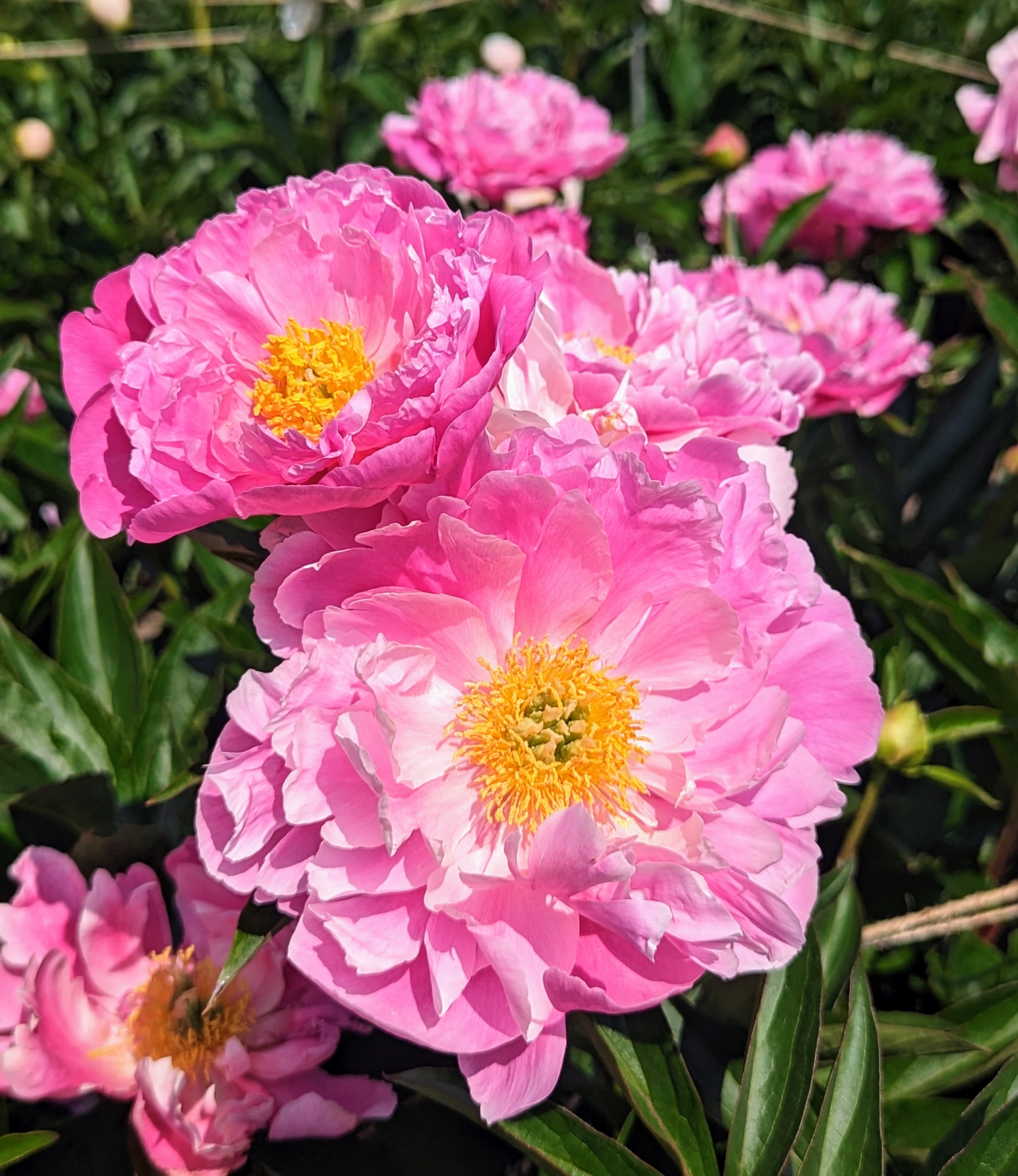 My Herbaceous Peonies are Blooming at the Farm - The Martha Stewart Blog