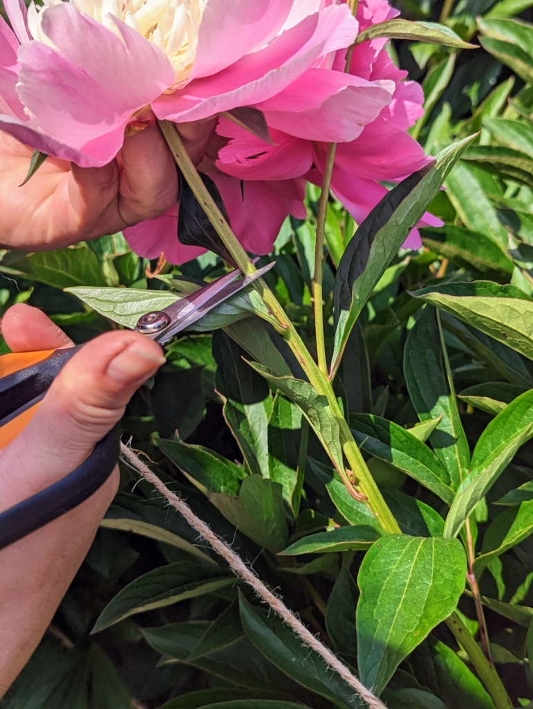 My Herbaceous Peonies are Blooming at the Farm - The Martha Stewart Blog