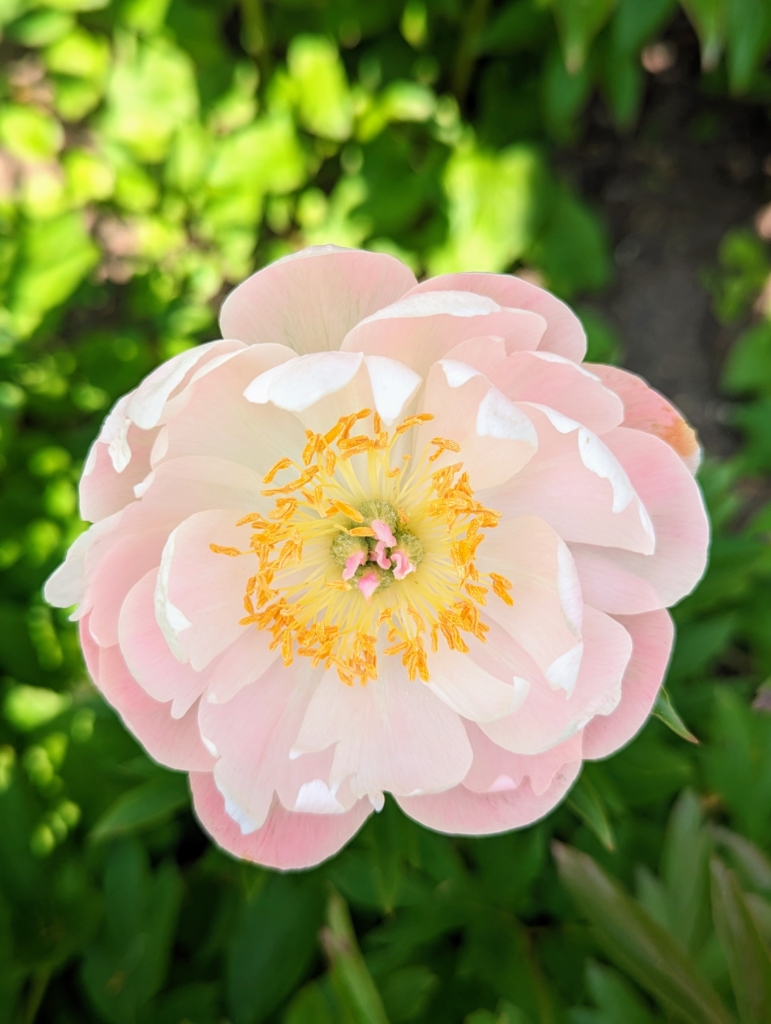 The Martha Stewart Blog : Blog Archive My Herbaceous Peonies are ...
