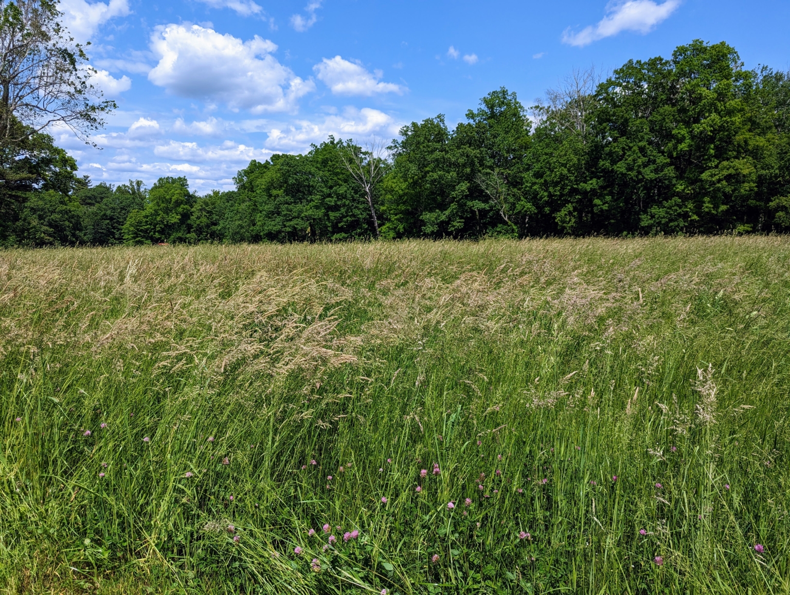 Cutting and Preparing Our Hay Crop for Baling - The Martha Stewart Blog