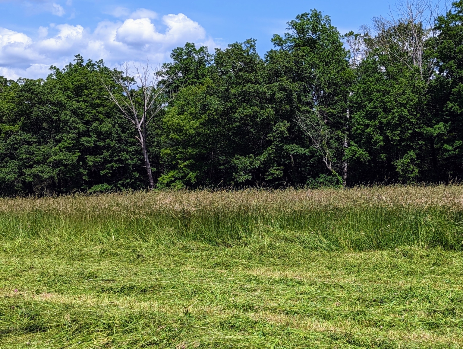 Cutting and Preparing Our Hay Crop for Baling - The Martha Stewart Blog