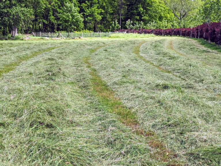 Cutting and Preparing Our Hay Crop for Baling - The Martha Stewart Blog