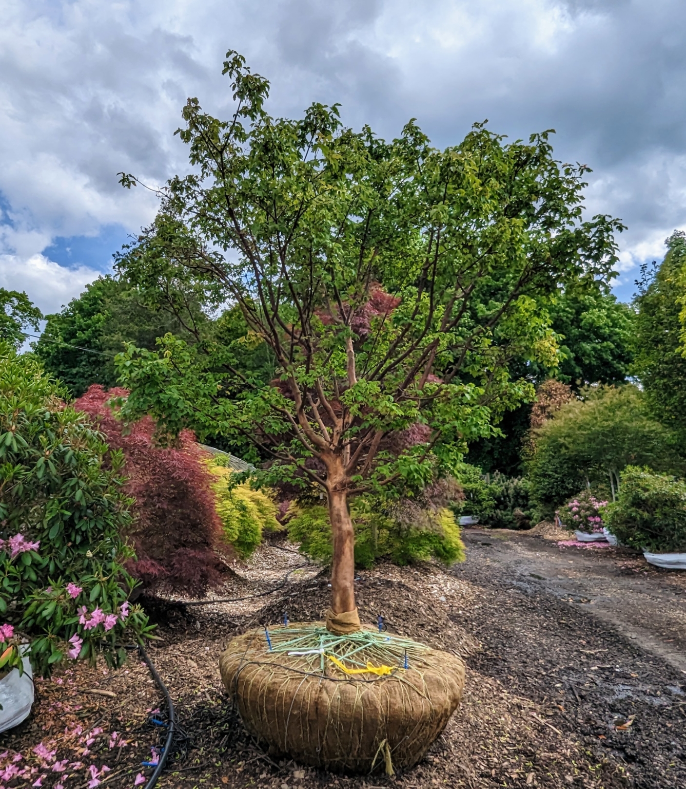 Visiting Select Horticulture Inc. in Pound Ridge, New York - The Martha ...