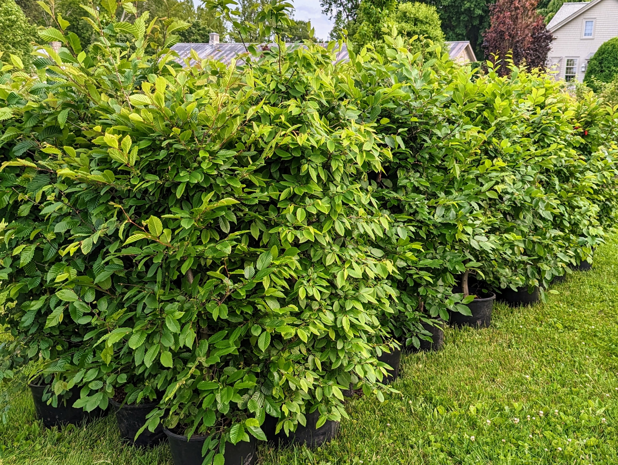 Planting European Hornbeam and Yew Trees in My Maze - The Martha ...