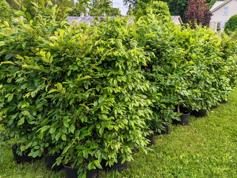 The Martha Stewart Blog : Blog Archive Planting European Hornbeam and ...