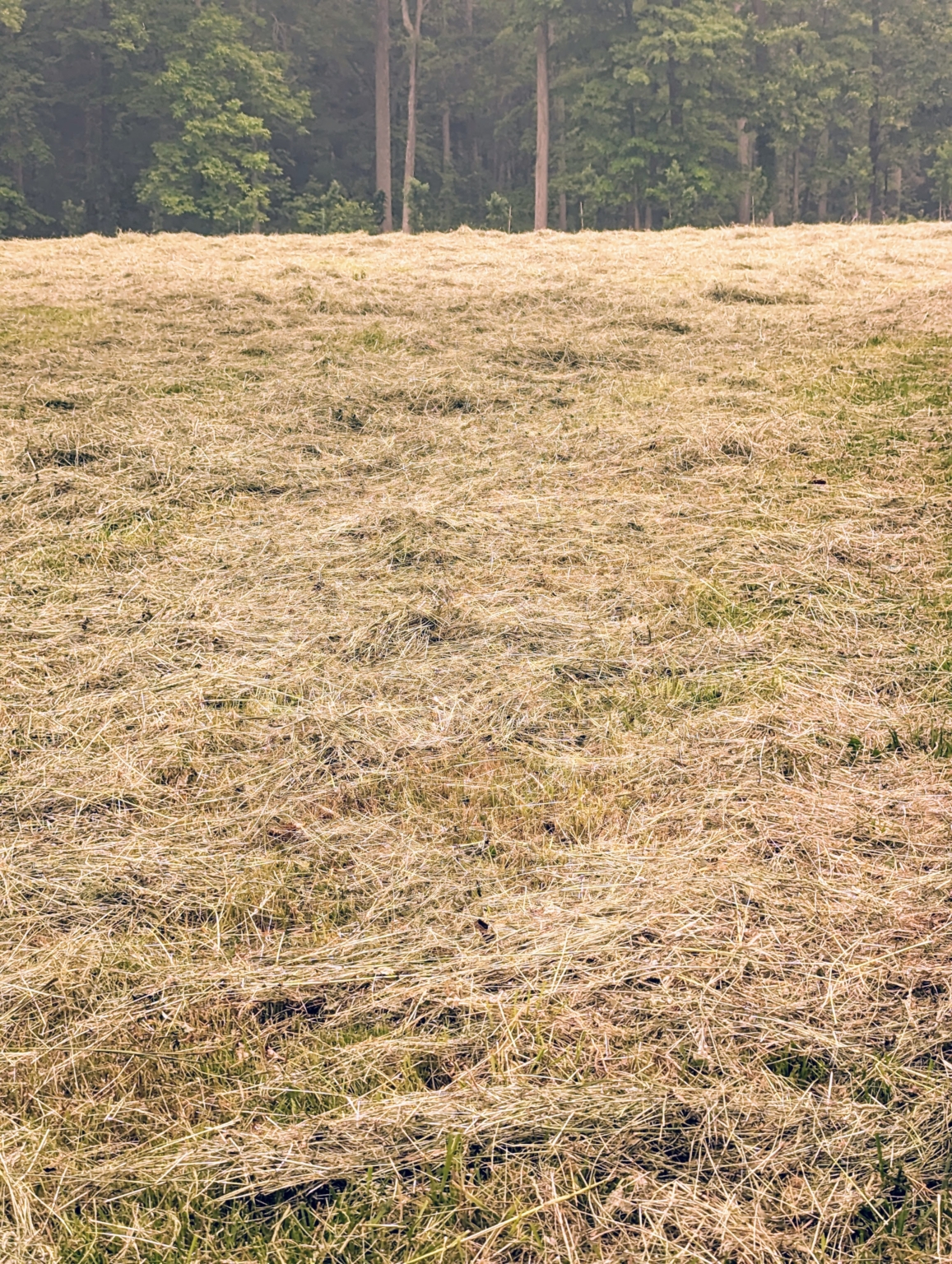 Cutting and Preparing Our Hay Crop for Baling - The Martha Stewart Blog
