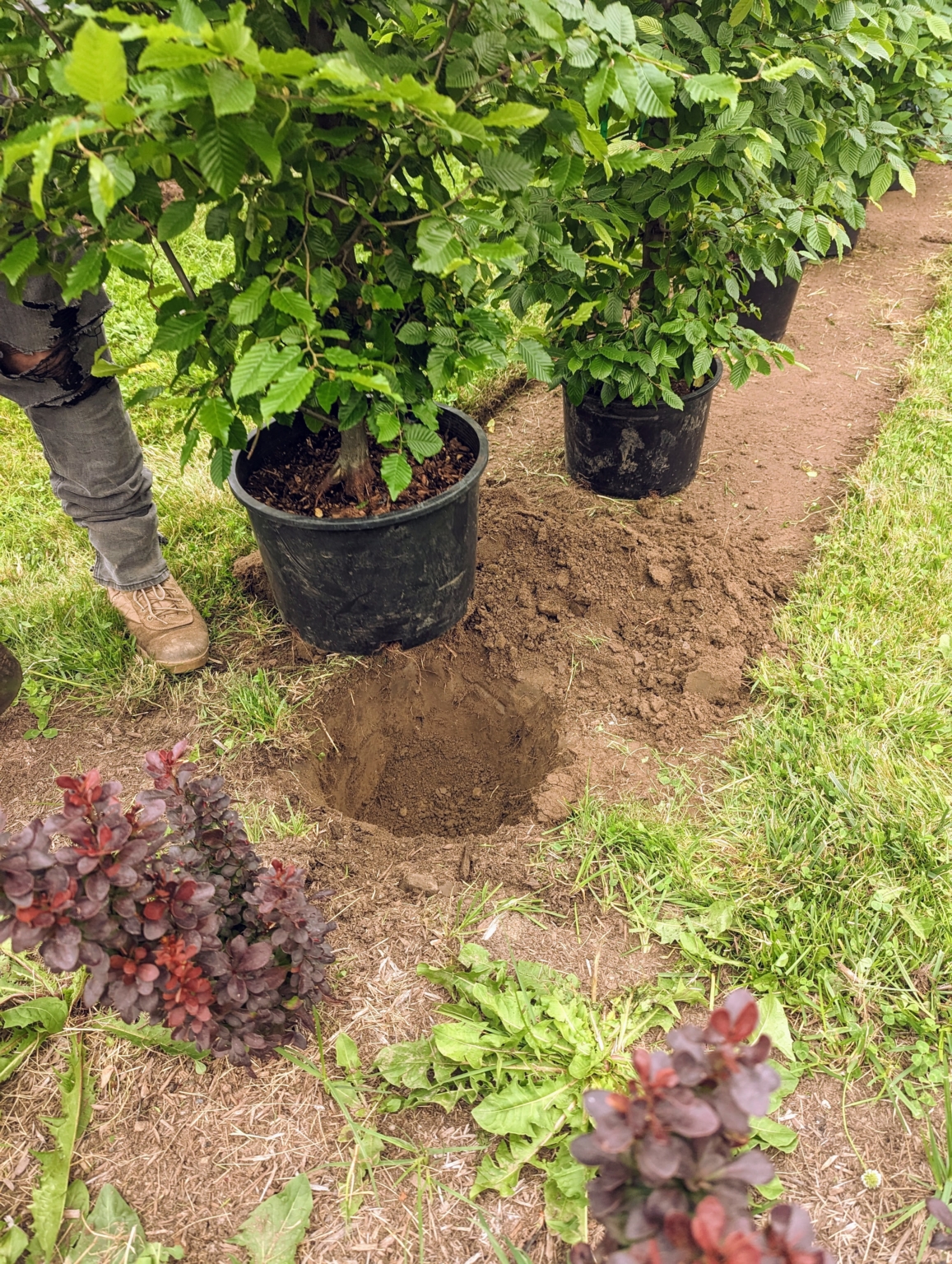 Planting European Hornbeam and Yew Trees in My Maze - The Martha ...