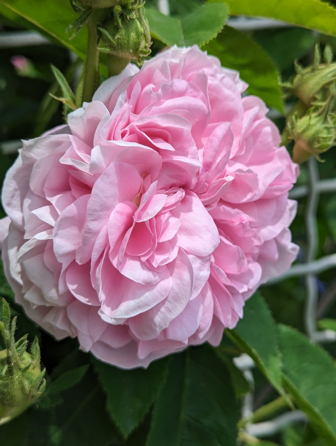 The Martha Stewart Blog : Blog Archive Picking and Arranging Roses ...