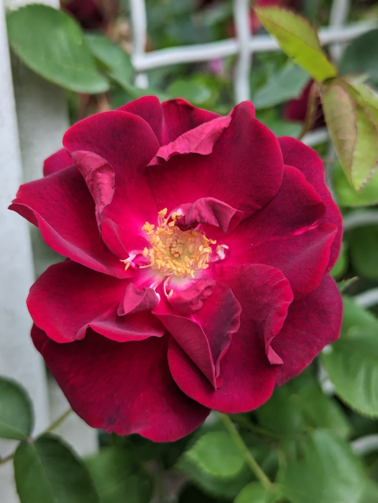 My Roses in Bloom - The Martha Stewart Blog