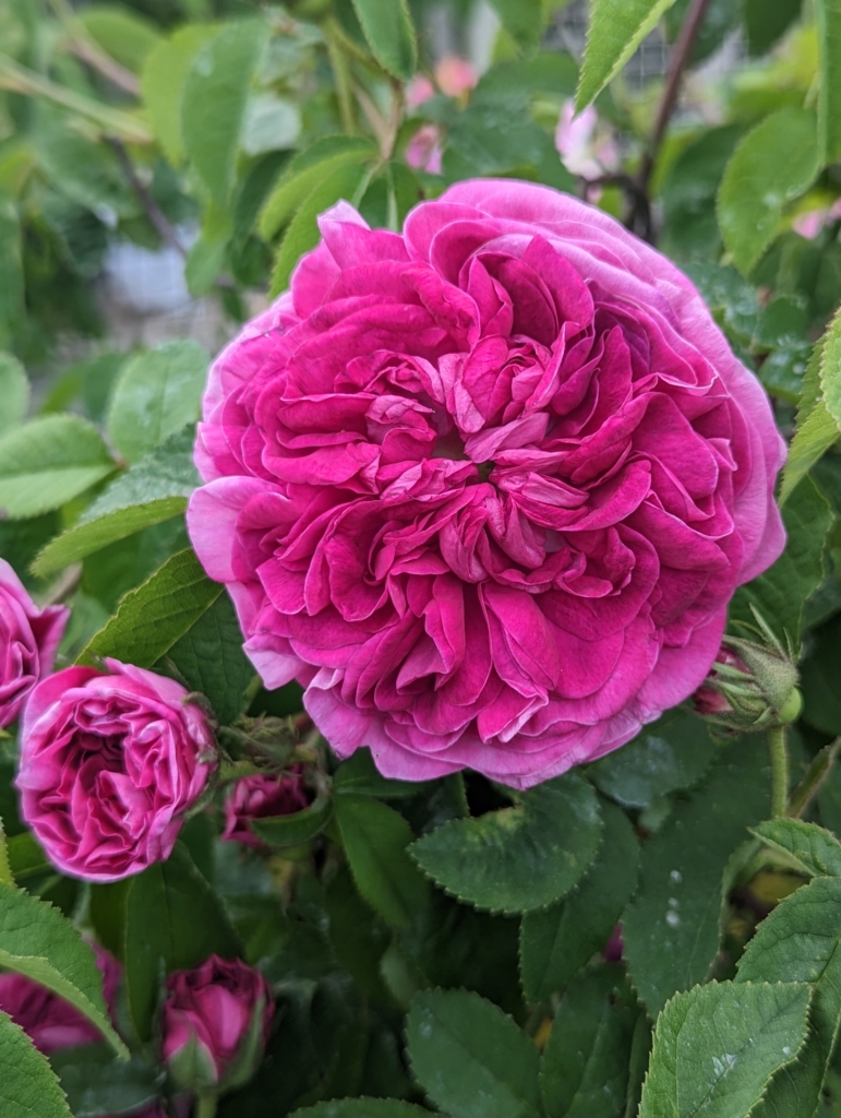 My Roses in Bloom - The Martha Stewart Blog