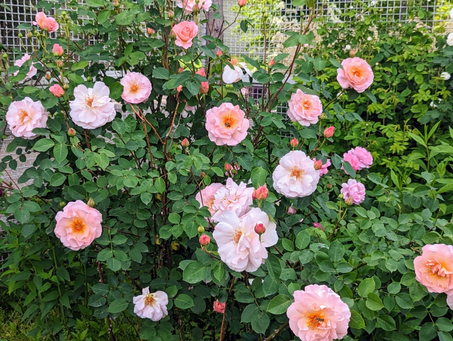 My Roses in Bloom - The Martha Stewart Blog