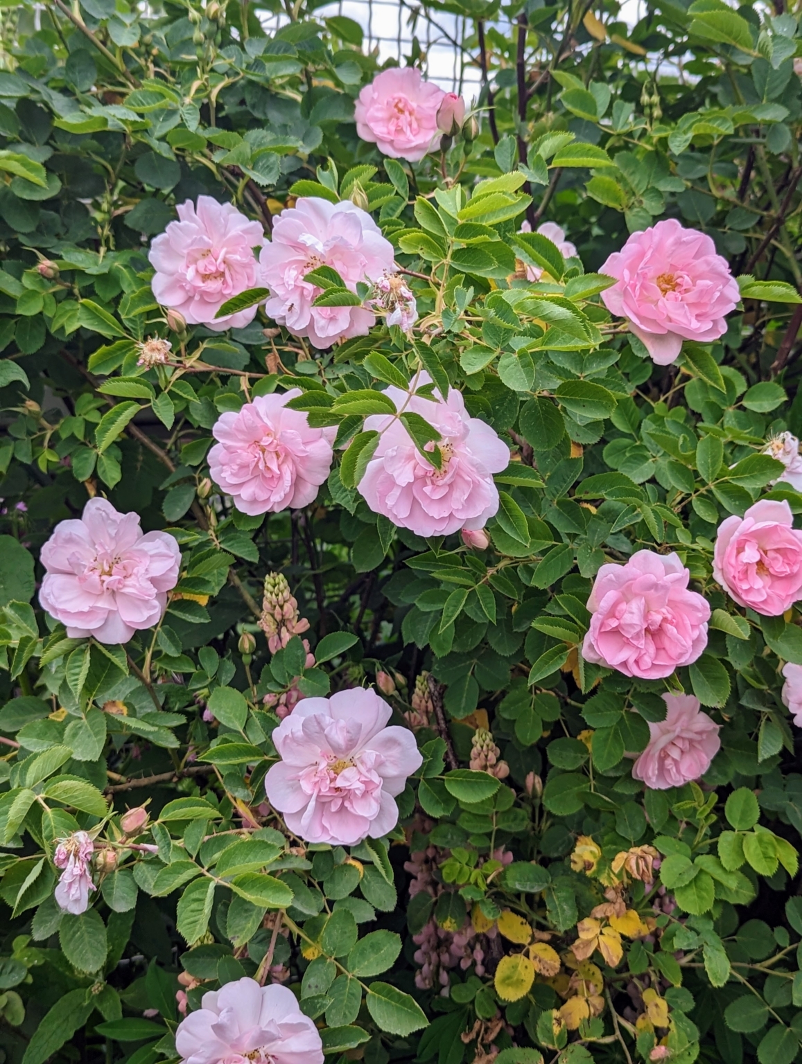 My Roses in Bloom - The Martha Stewart Blog
