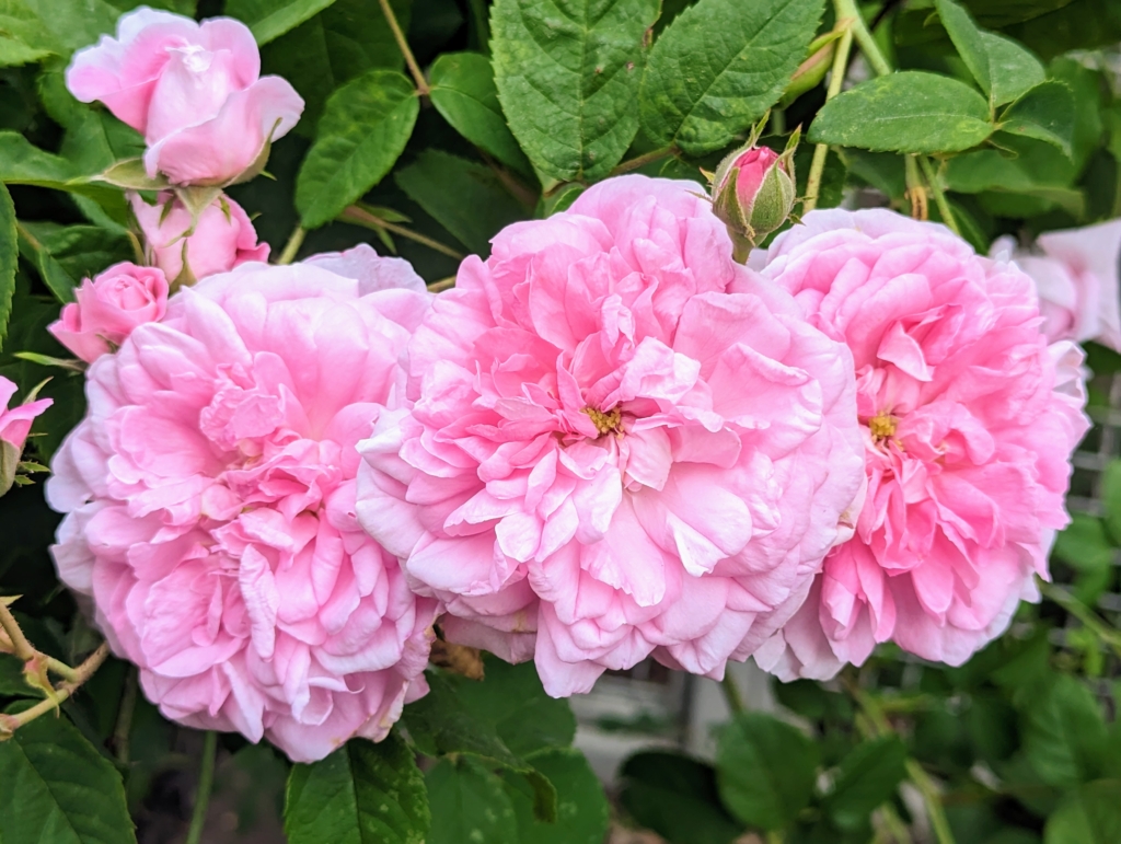 My Roses in Bloom - The Martha Stewart Blog
