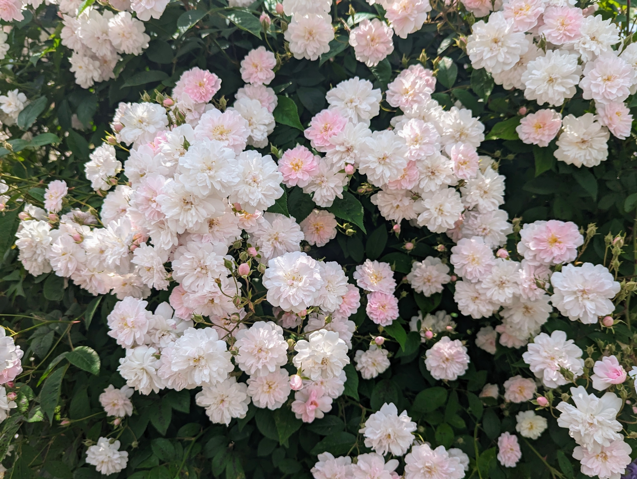My Roses in Bloom - The Martha Stewart Blog