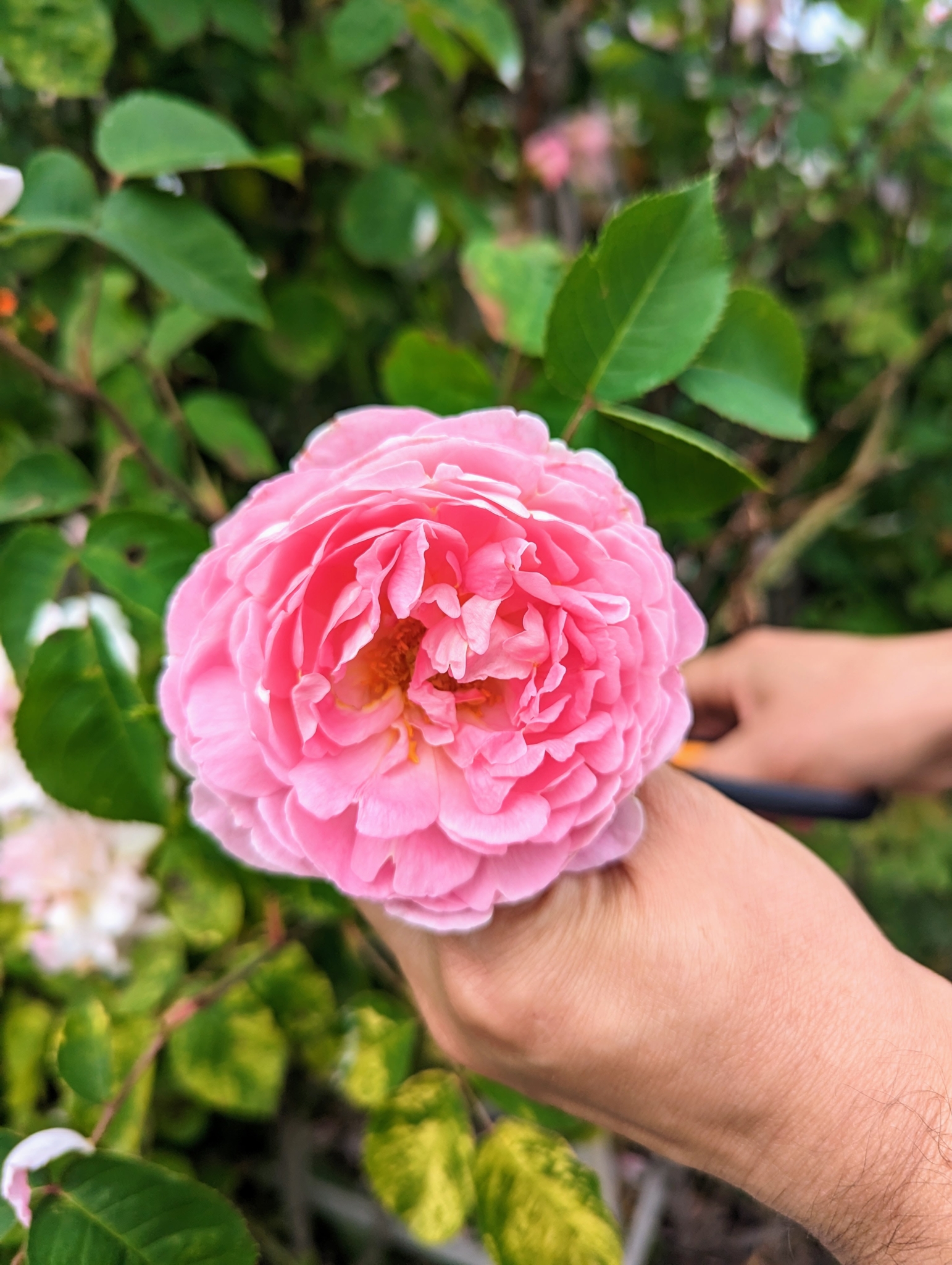 The Martha Stewart Blog : Blog Archive Picking and Arranging Roses ...