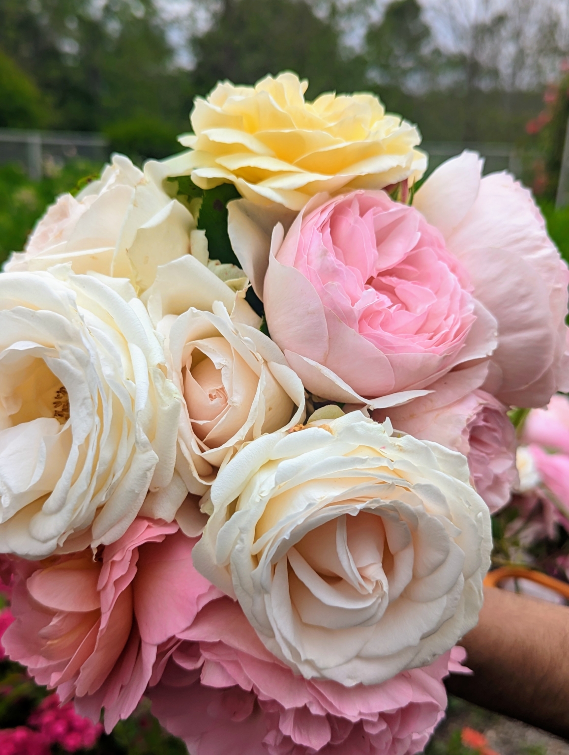 The Martha Stewart Blog : Blog Archive Picking and Arranging Roses ...