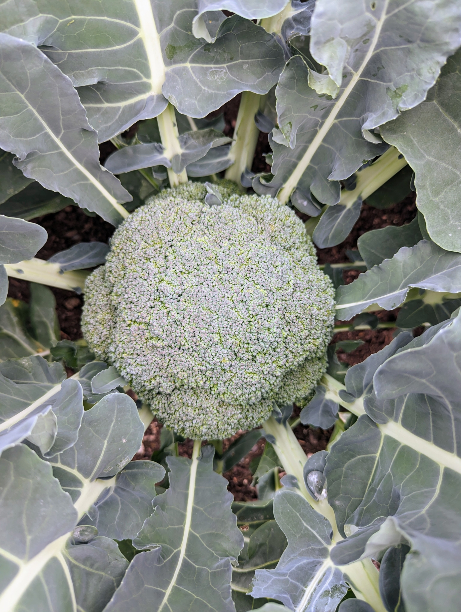 Everything is Growing Beautifully in My New Vegetable Garden - The ...