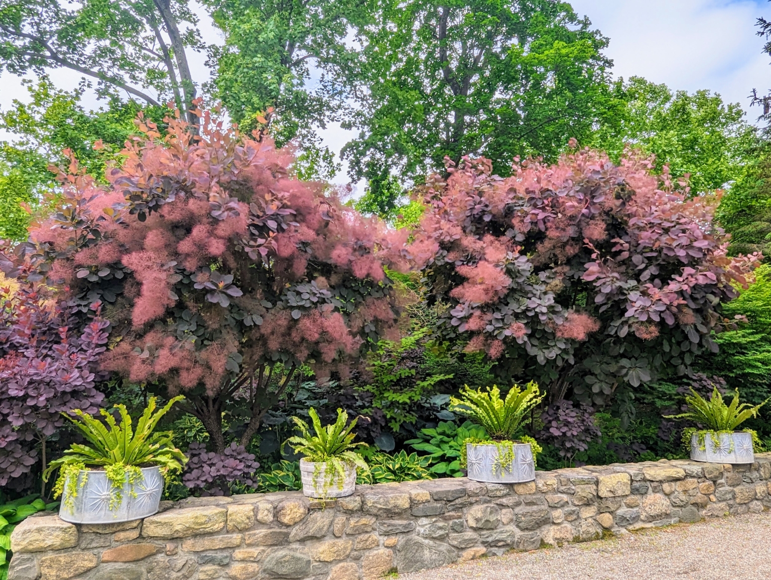 The Martha Stewart Blog : Blog Archive The Smoke Bushes at Cantitoe ...