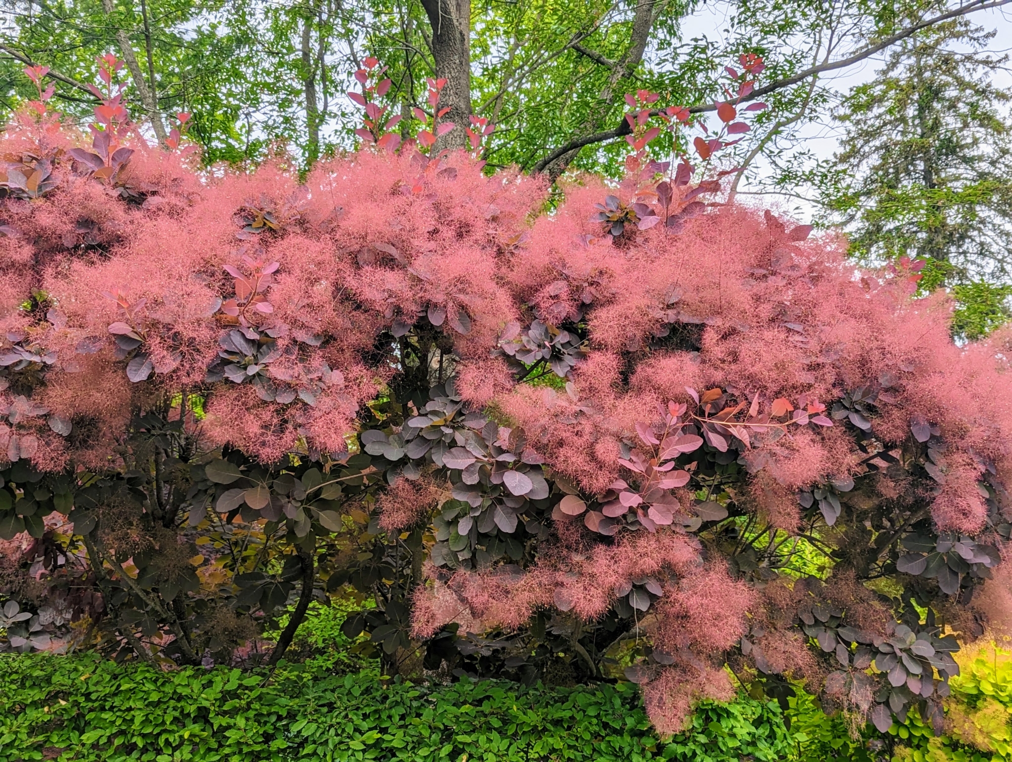 The Smoke Bushes at Cantitoe Corners - The Martha Stewart Blog