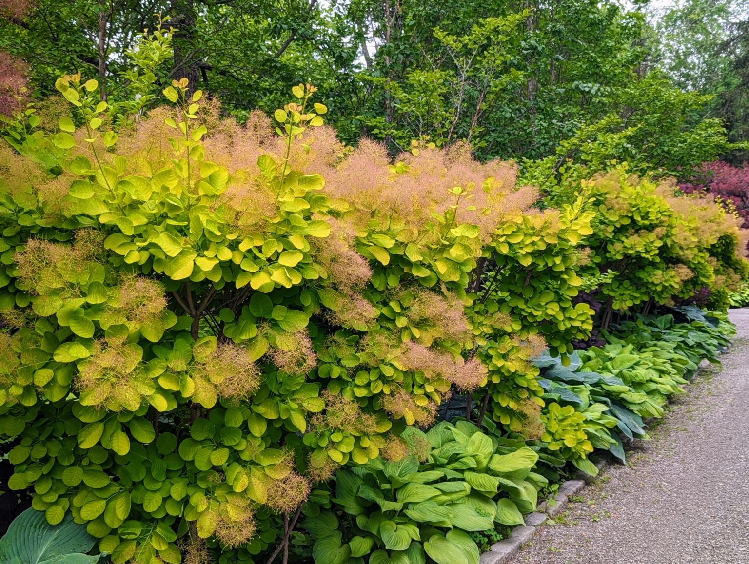 The Martha Stewart Blog : Blog Archive The Smoke Bushes at Cantitoe ...