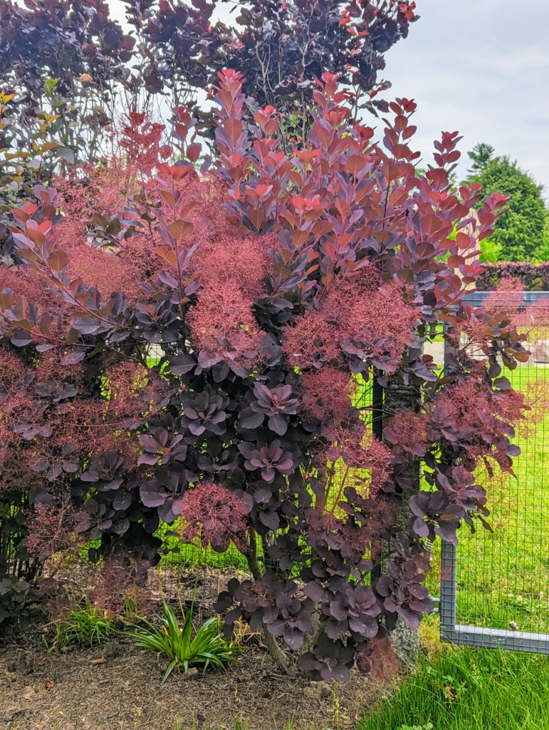 The Smoke Bushes at Cantitoe Corners - The Martha Stewart Blog