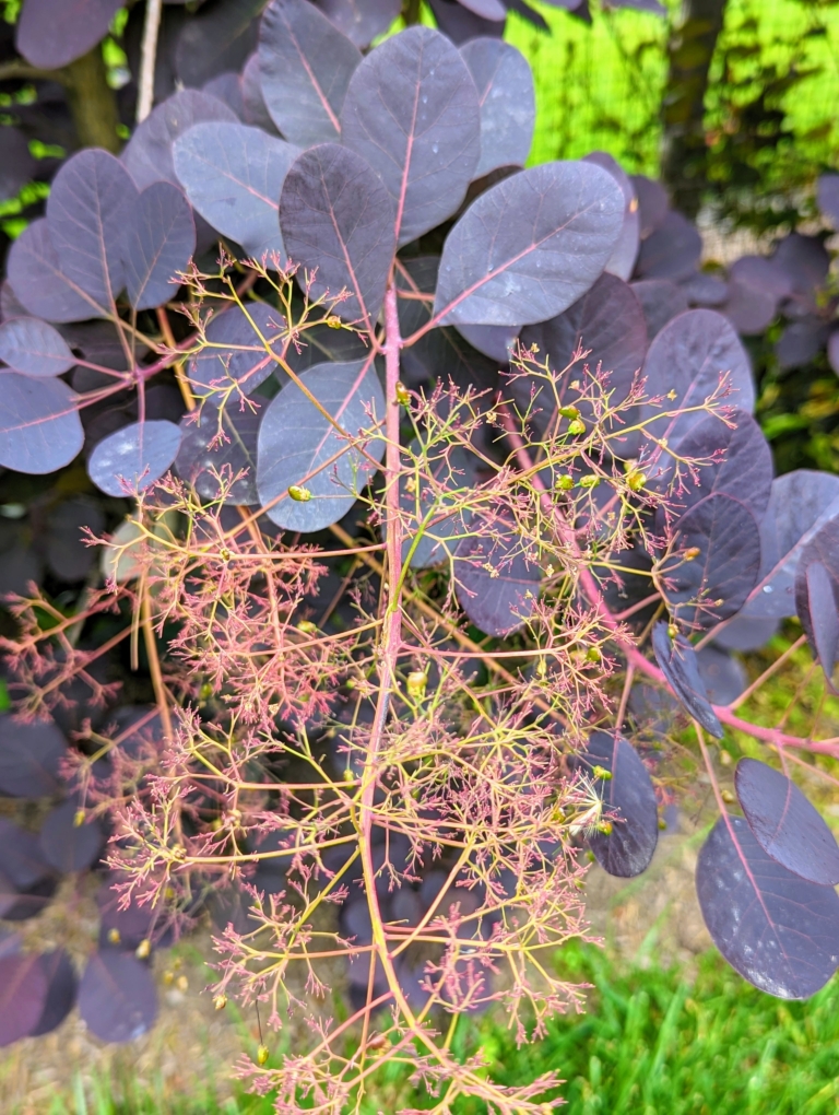 The Martha Stewart Blog : Blog Archive The Smoke Bushes at Cantitoe ...