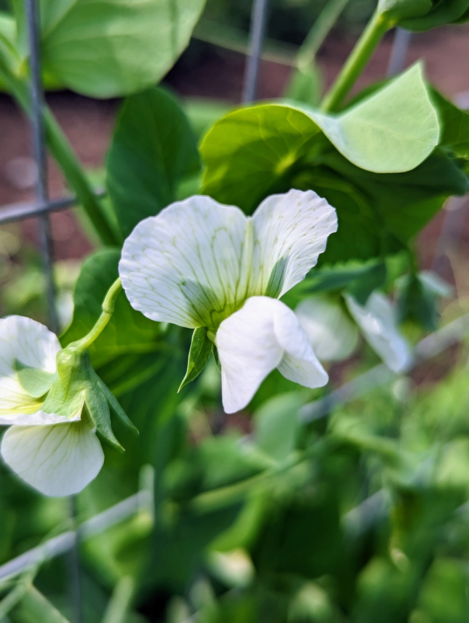 Everything is Growing Beautifully in My New Vegetable Garden - The ...