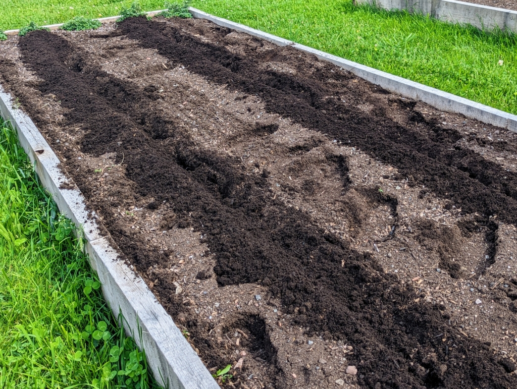 Planting Carrots, Beets, and Okra - The Martha Stewart Blog