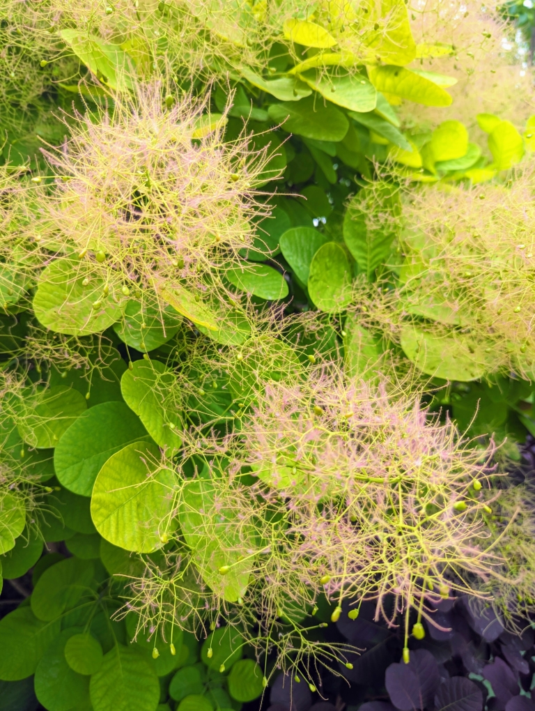 The Smoke Bushes at Cantitoe Corners - The Martha Stewart Blog