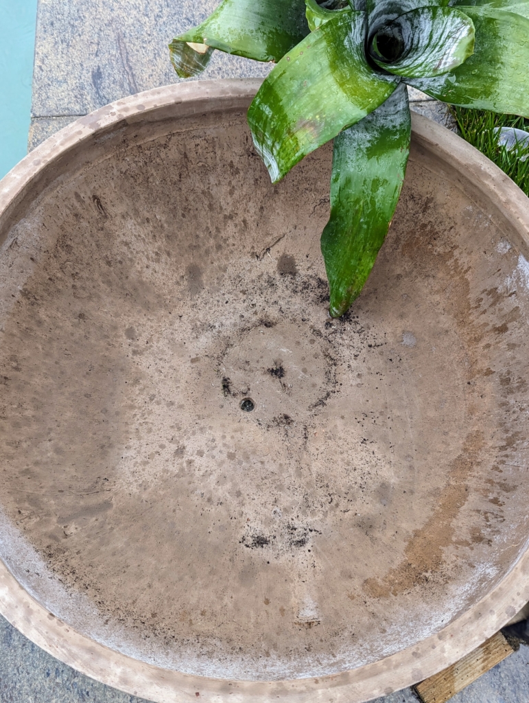 Planting Bromeliads in Containers Around My Pool - The Martha Stewart Blog