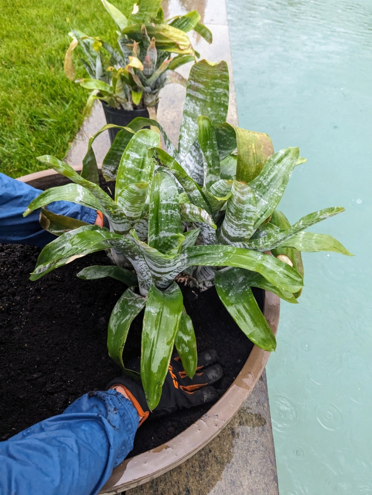 Planting Bromeliads in Containers Around My Pool - The Martha Stewart Blog