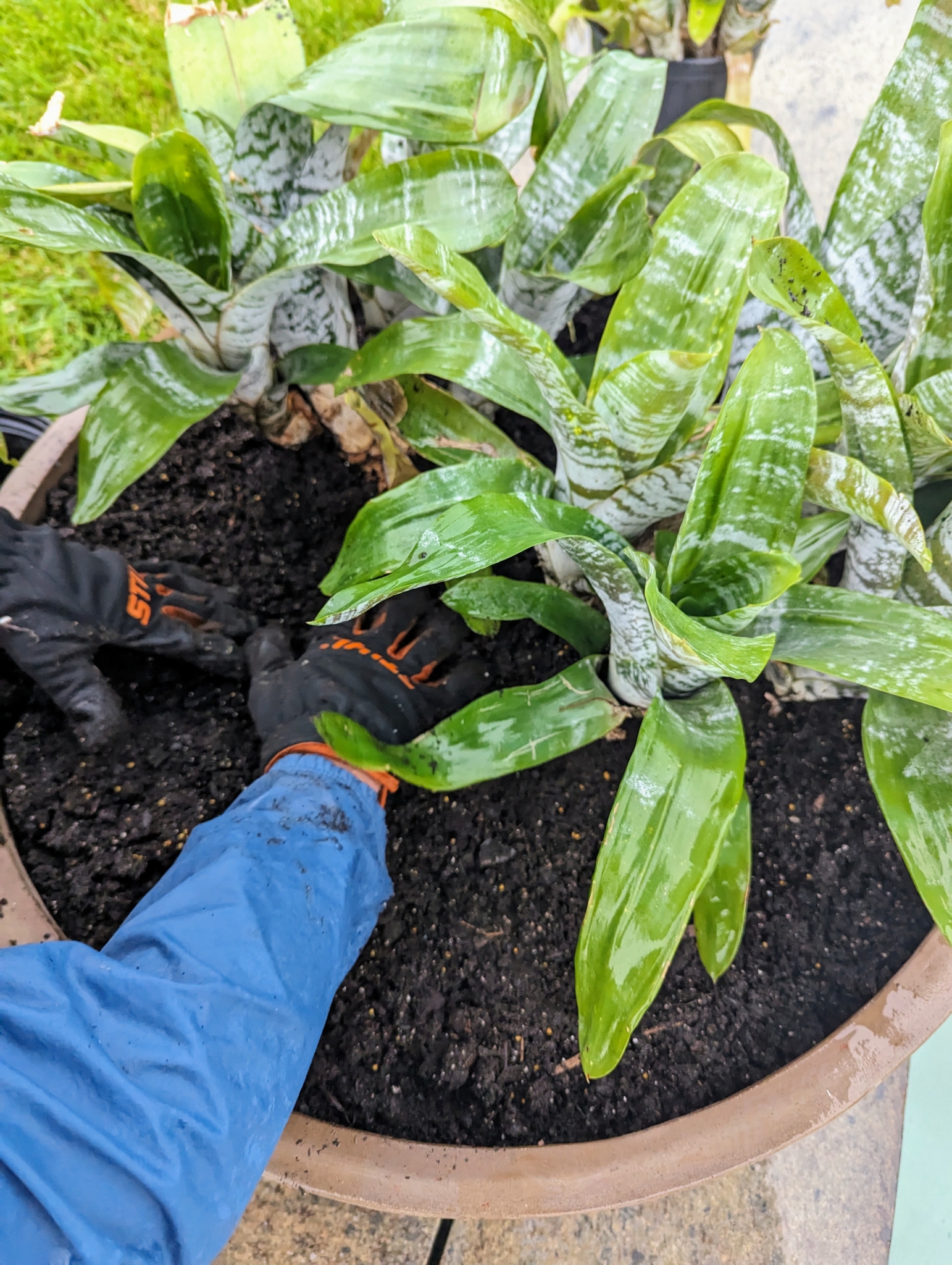 Planting Bromeliads in Containers Around My Pool - The Martha Stewart Blog