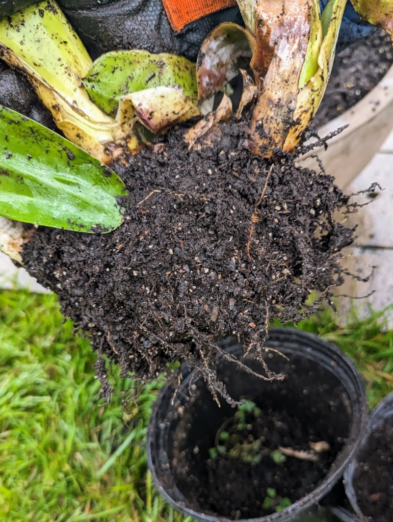 Planting Bromeliads in Containers Around My Pool - The Martha Stewart Blog