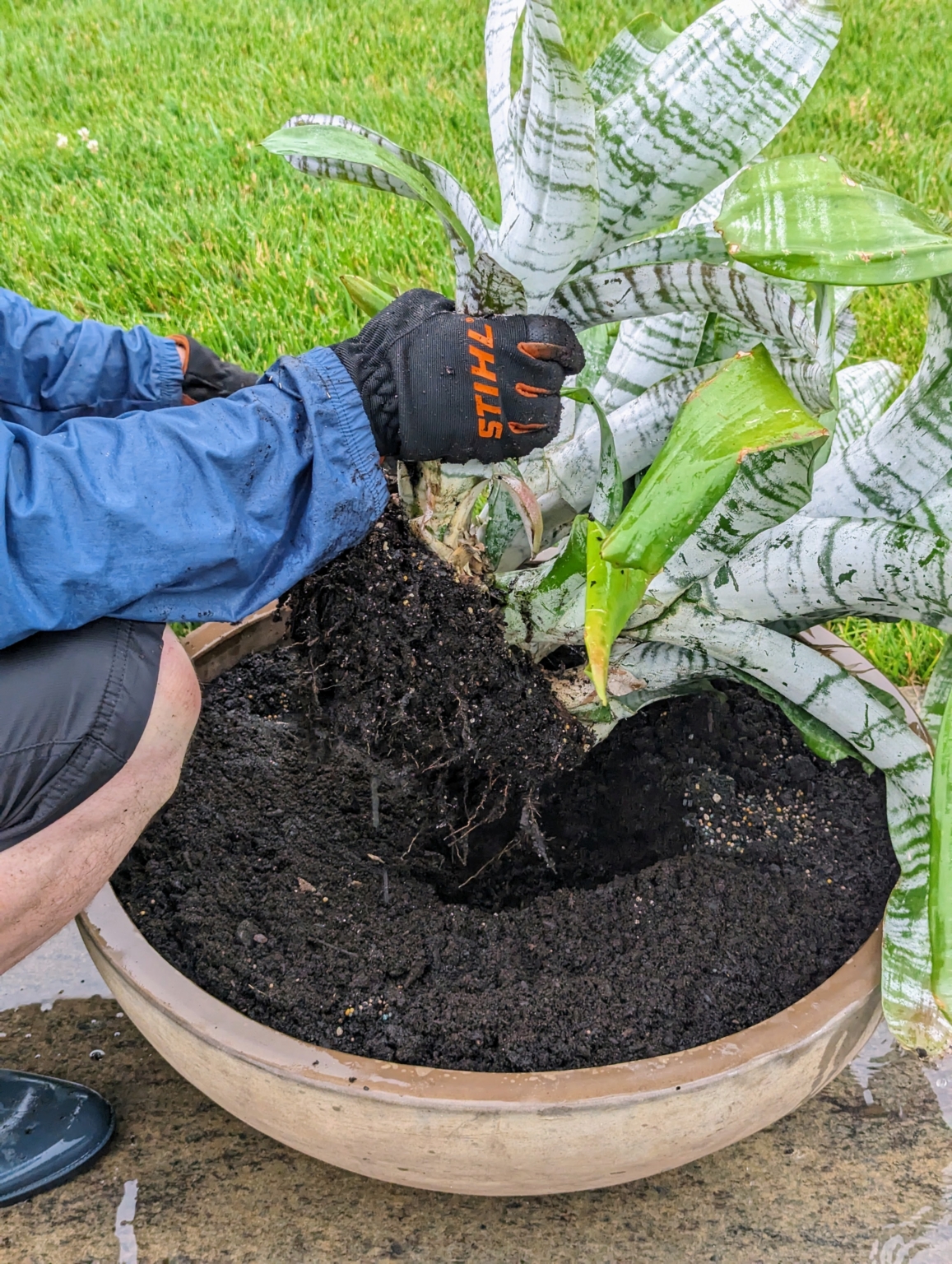 Planting Bromeliads in Containers Around My Pool - The Martha Stewart Blog