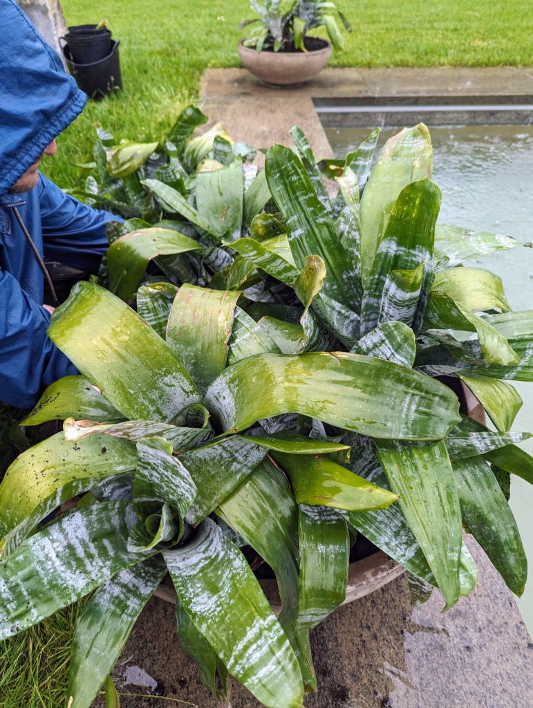 Planting Bromeliads in Containers Around My Pool - The Martha Stewart Blog